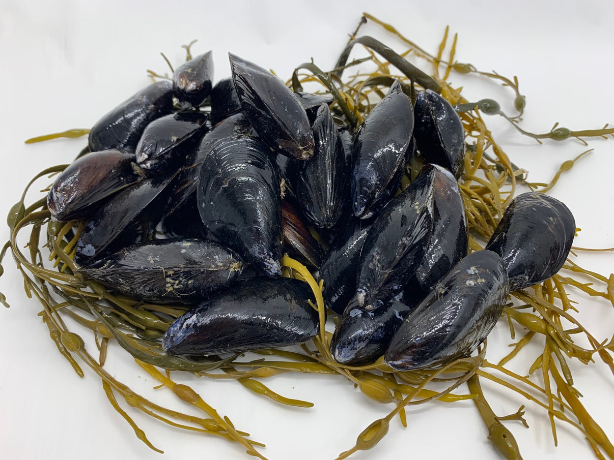 Blue Mussels – HOOKED